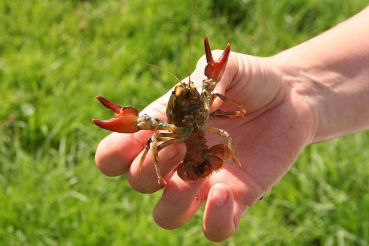 Crawfish threaten unique salamander population of 'mud puppies' in ...