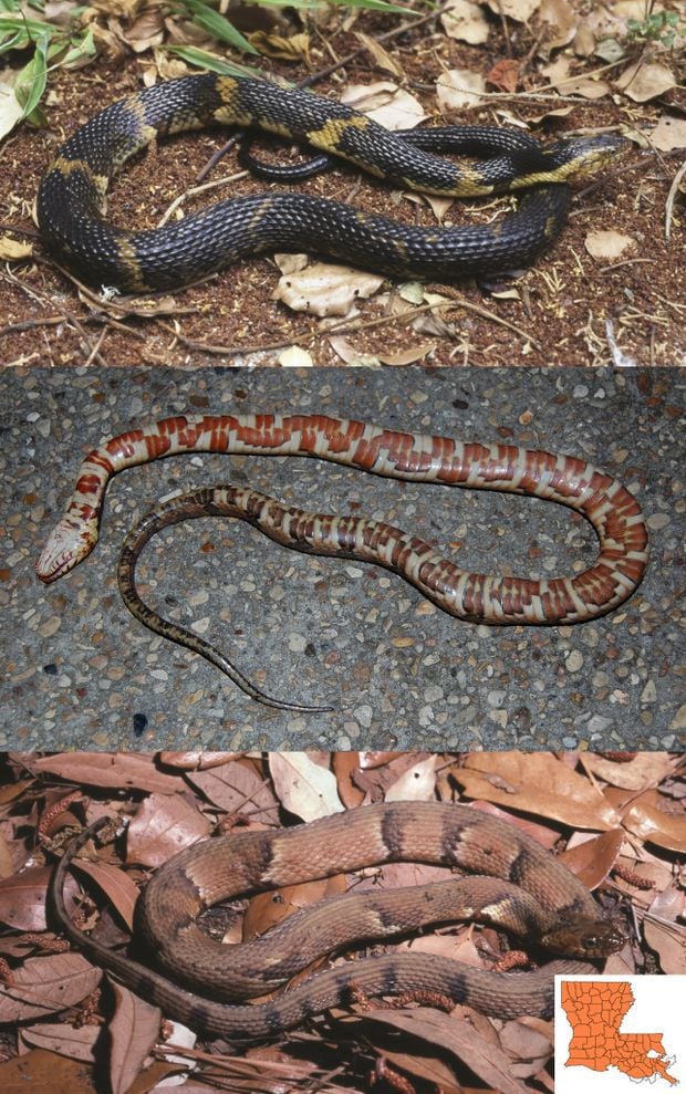 These 46 snake species can be found slithering around Louisiana ...
