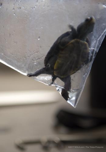 Baby turtles are returned to newly restored Louisiana barrier island ...