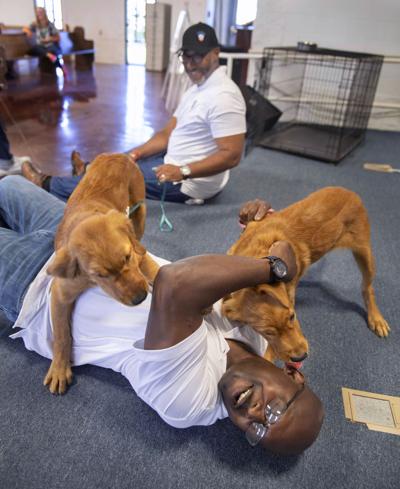 To protect your dog, know signs of canine autoimmune disease ...