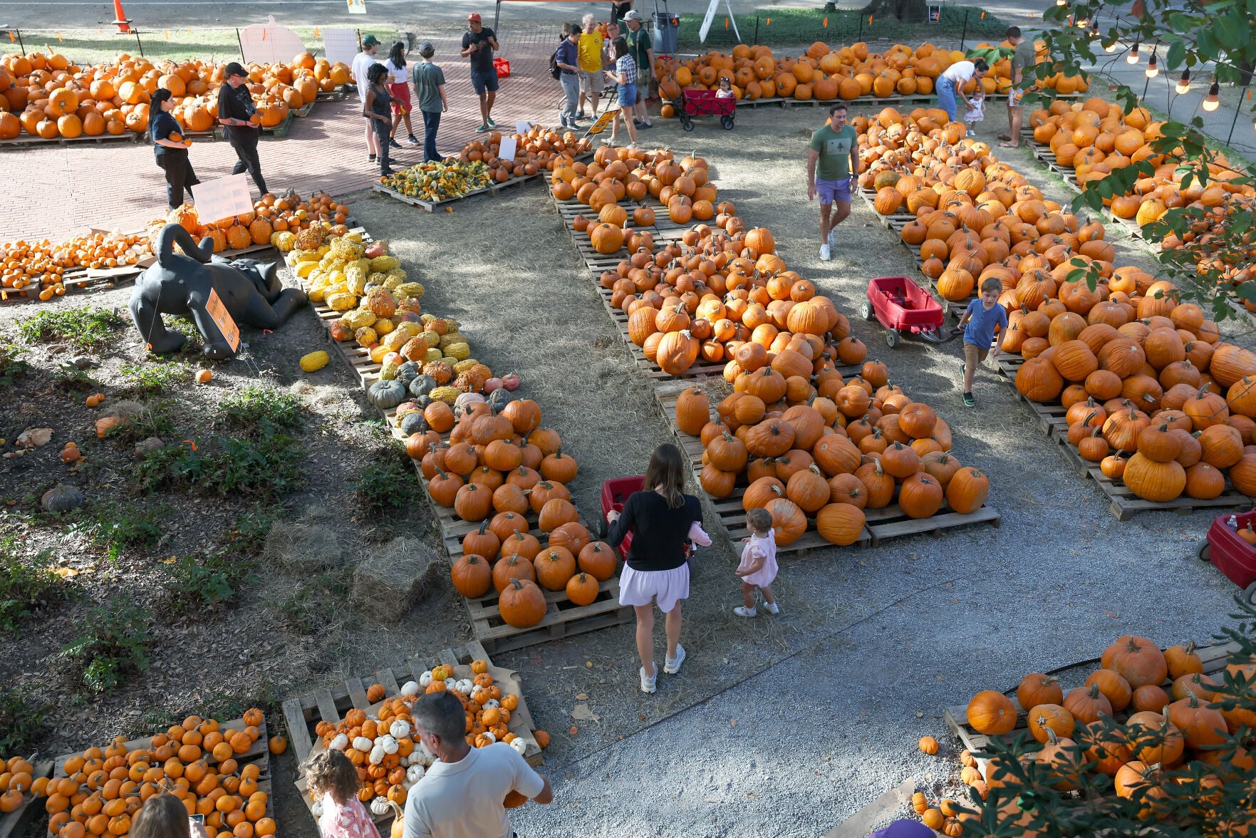 Photos: Thousands of pumpkins fill the annual St. Andrew's Episcopal Church Pumpkin Patch ...