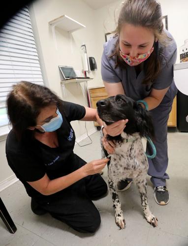No-kill shelter continues discounted vaccinations in Covington | St ...