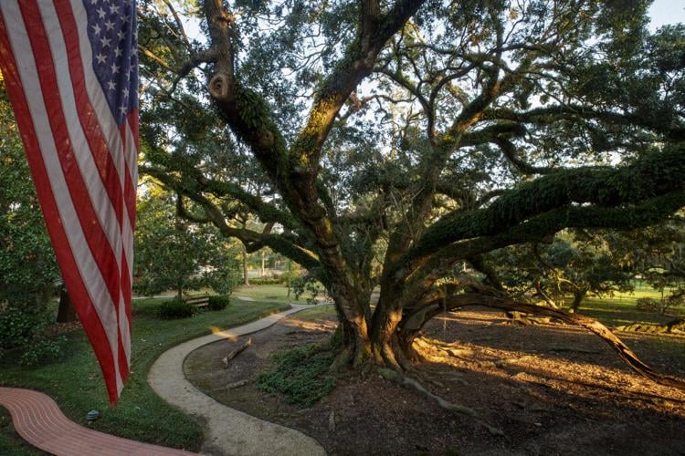 Seven Sisters Oak stands tall through the storm, again | St. Tammany ...