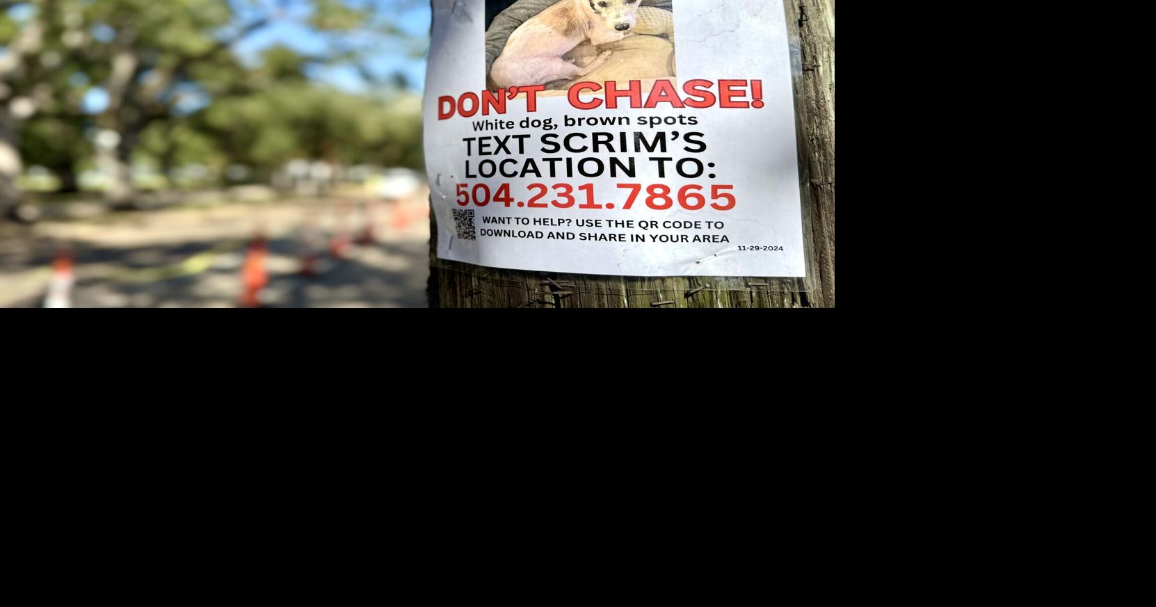 Scrim the dog spotted outside of New Orleans on Christmas ...