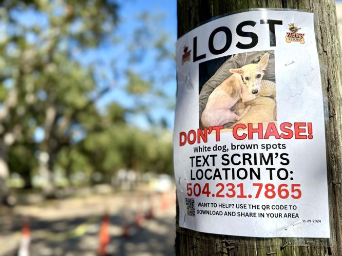 Scrim, the runaway dog traveled from Metairie to Harahan ...