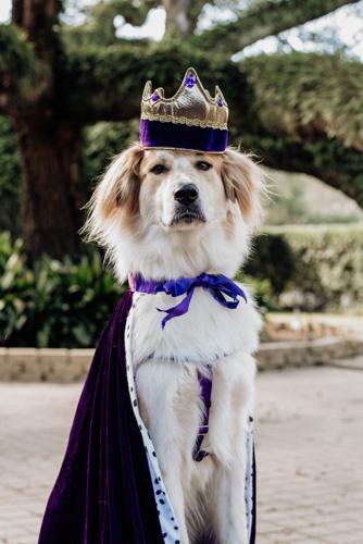 Neuty the nutria to lead Mardi Paws parade | Mardigras | nola.com