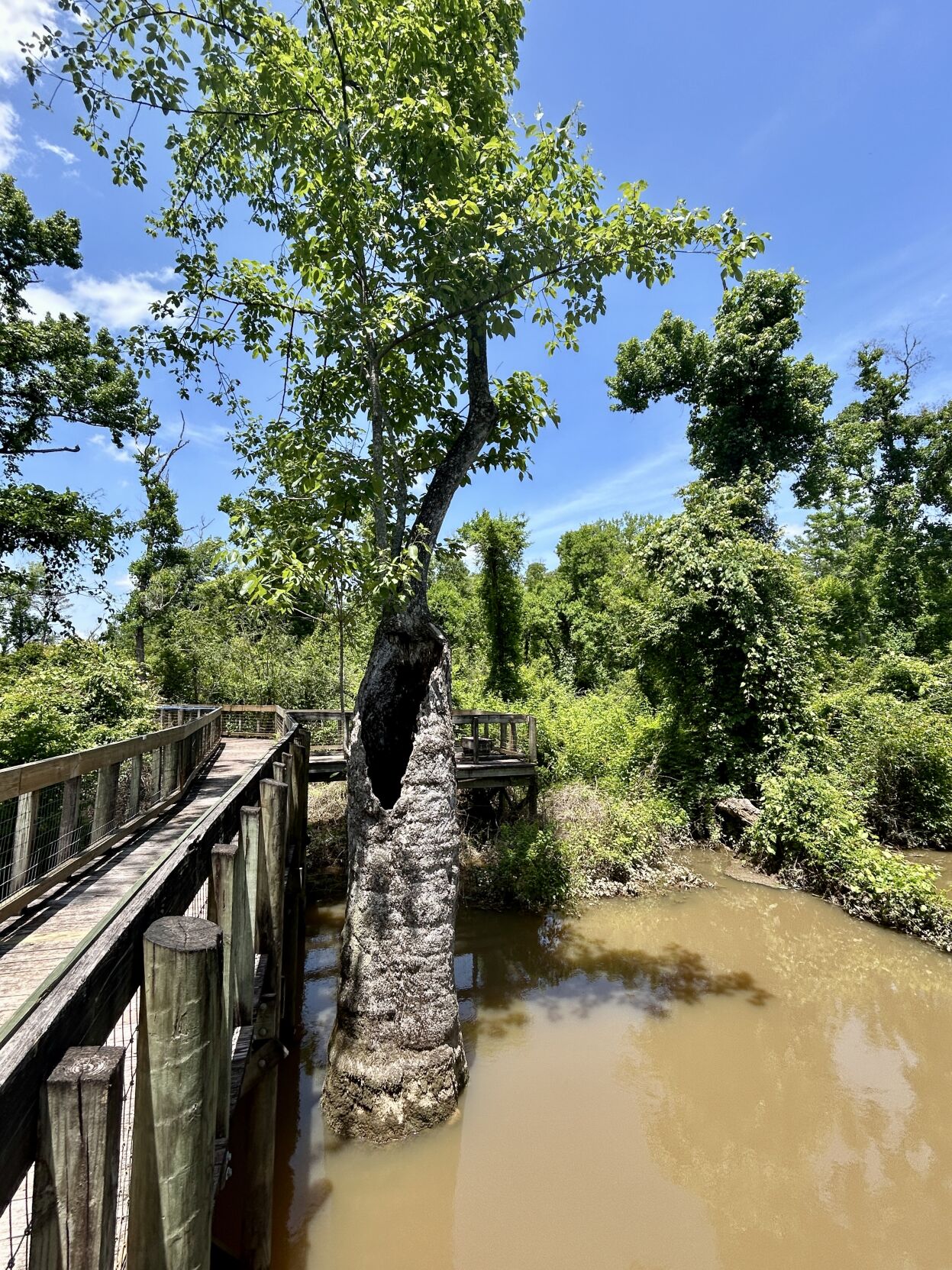 Travel to Louisiana's Tickfaw State Park for these events ...