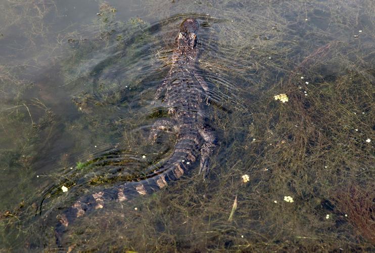 Alligator's comeback offers lessons as conservation law faces criticism ...