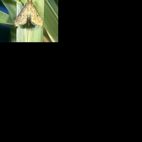 How to spot, prevent and control sob webworms in your lawn | Home ...