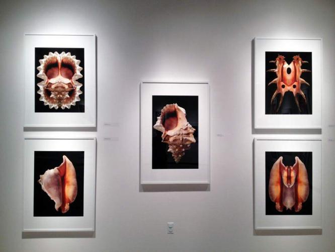 Paintings and the seashells that inspired them on display at Baton ...