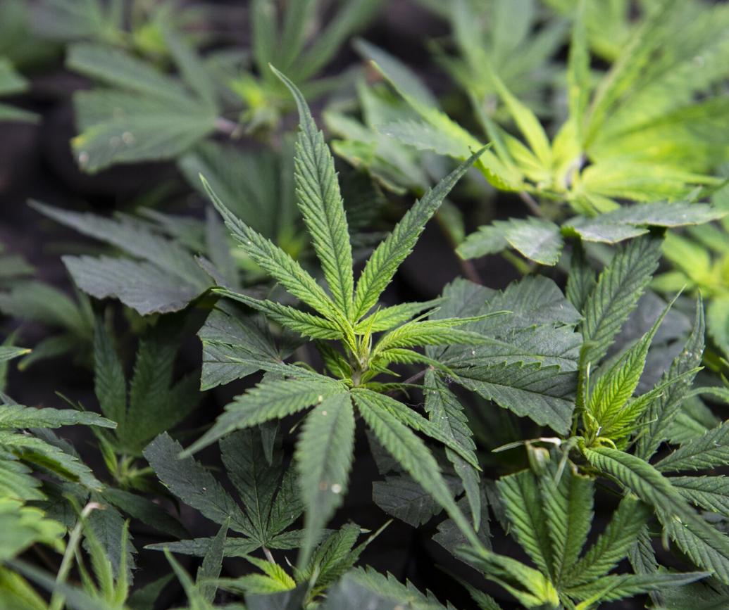 Louisiana's laws on marijuana, delta-9, delta-8, medical pot | News ...