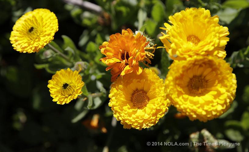 Gardens can be colorful as temps cool; use these flowers | Home/Garden ...