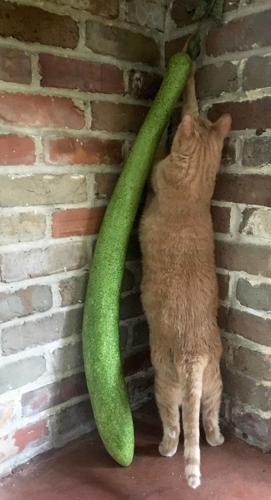 How to cook cucuzza: Don't let this giant, Italian squash intimidate ...