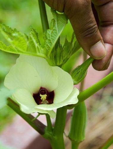 Herbs and vegetables of the African diaspora grow at Longue Vue, with ...