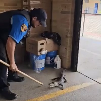 Houma cop catches alligator with his bare hands | News | nola.com