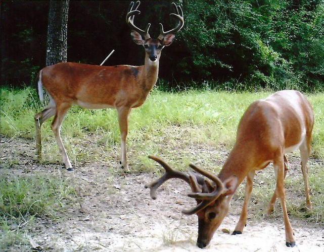 10 reasons duck hunting is better than deer hunting | Sports | nola.com