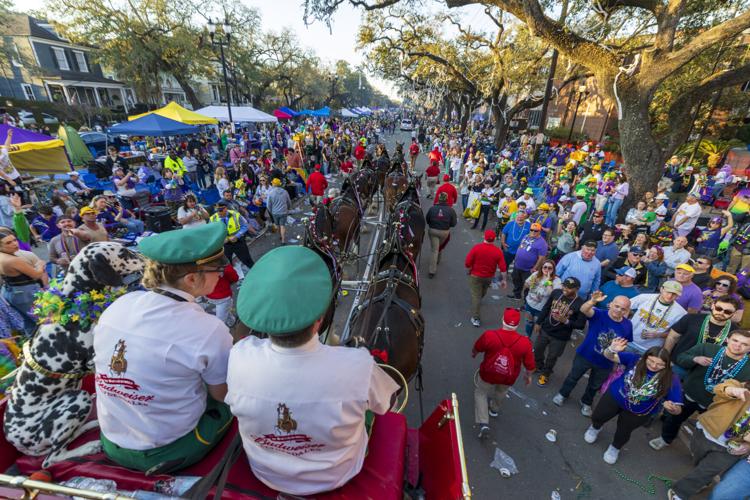 Watch: Budweiser Clydesdales at Bacchus' Uptown parade | Mardi Gras ...