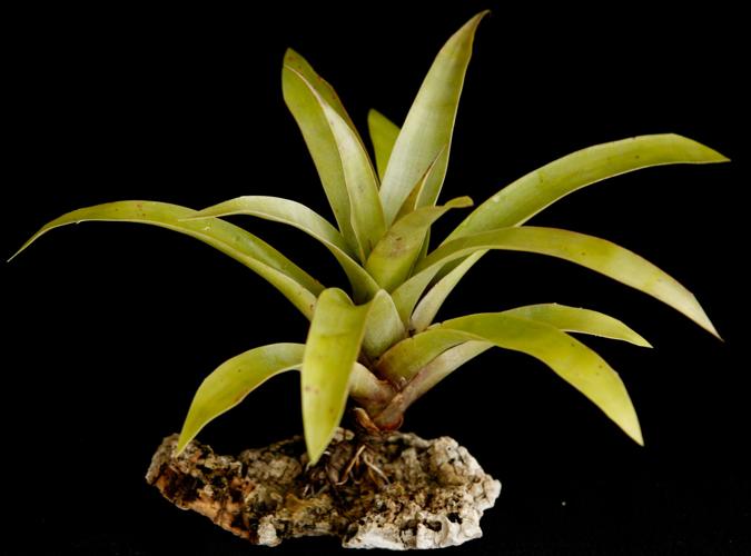 Bromeliads 101: how to pot, grow and divide these beauties | Home ...