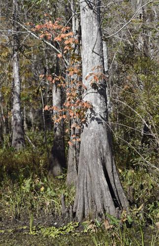 Work moves forward on projects to revitalize lower Amite River and ...