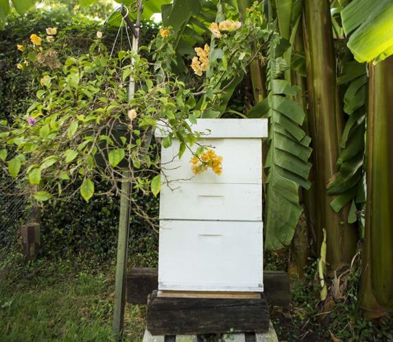 backyard beekeeping for beginners