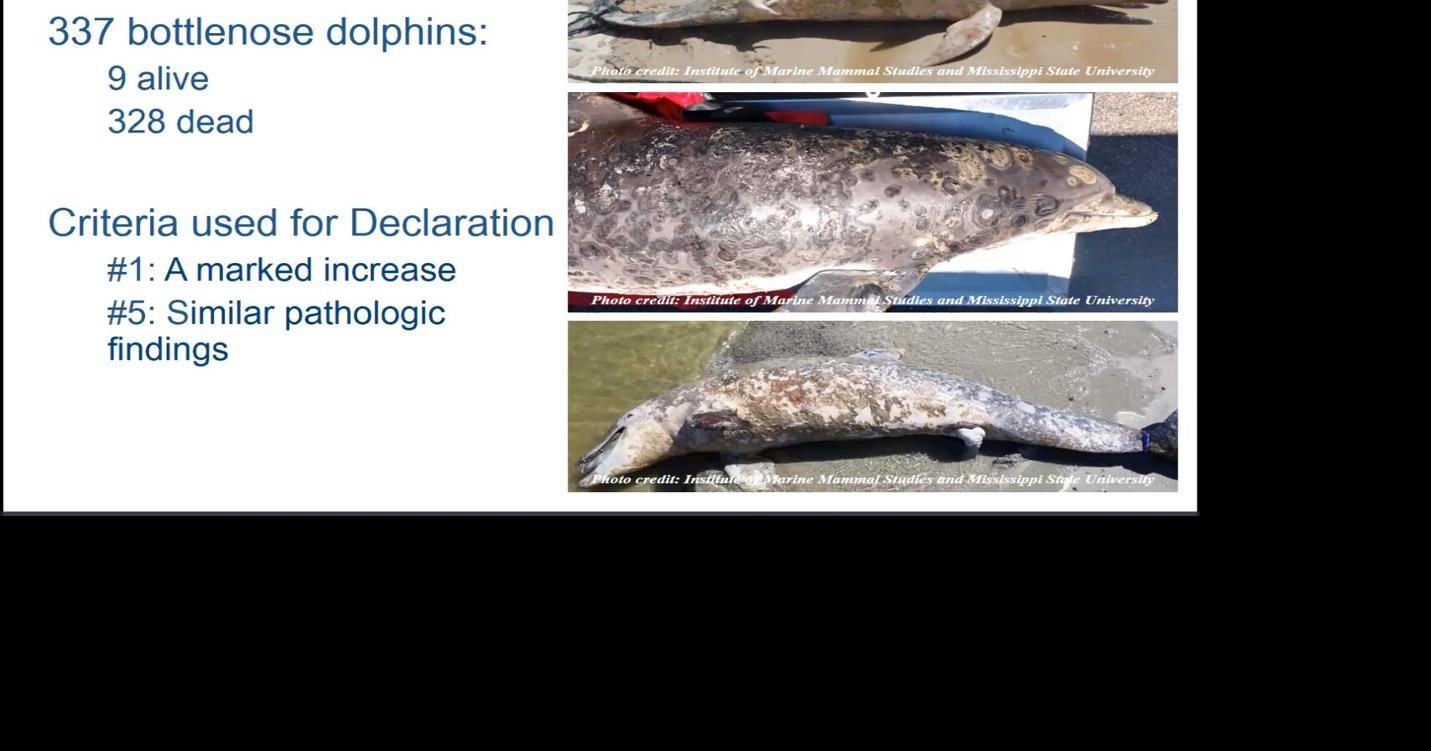 Freshwater lesions on dolphins | | nola.com