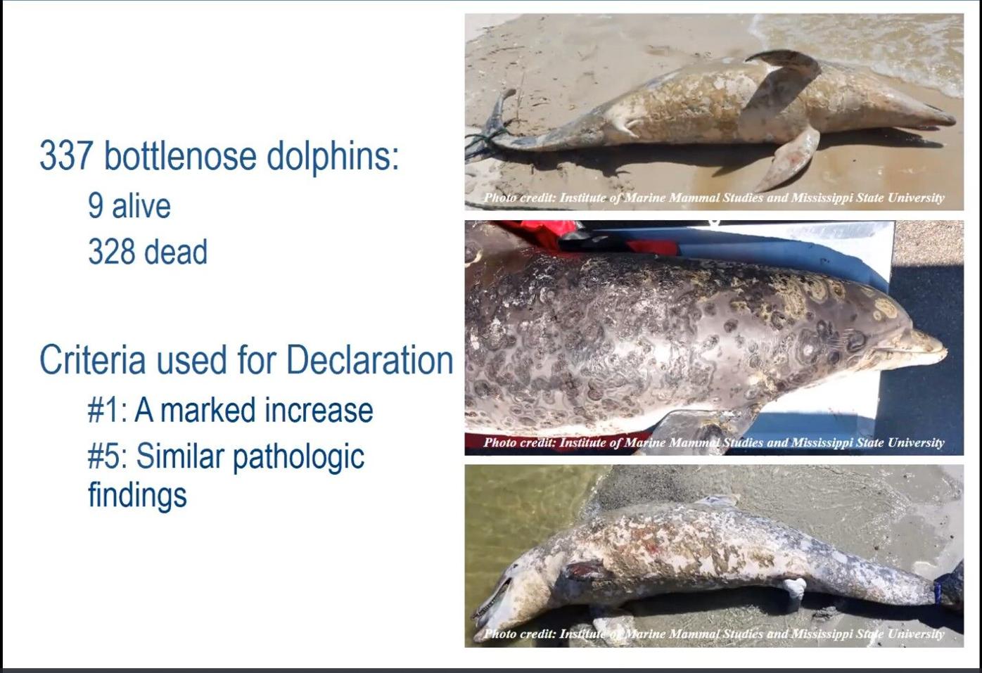 dolphin skin under microscope