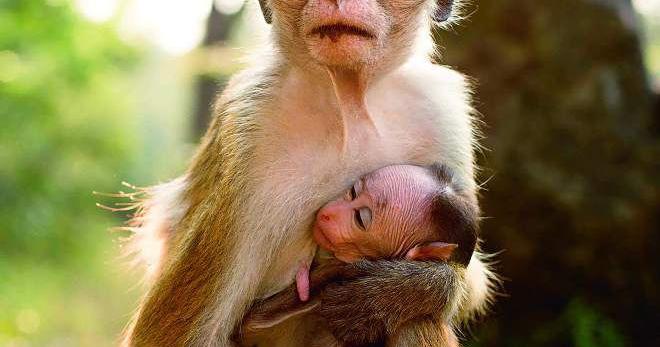 Review: Disneynature documentary gives fascinating view of monkeys ...