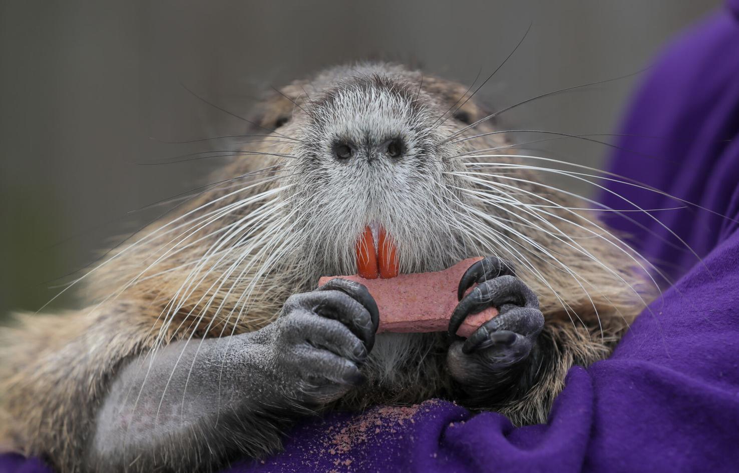 Rescued nutria rat becomes family pet in Bucktown | Entertainment/Life ...