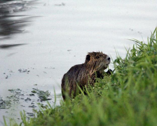 As nutria invade the West Coast, Californians wonder 'should we eat ...