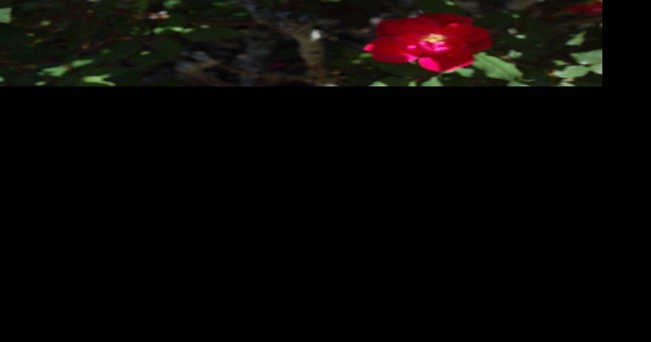 It's steamy August, and the bloom is off the rose | Home/Garden | nola.com