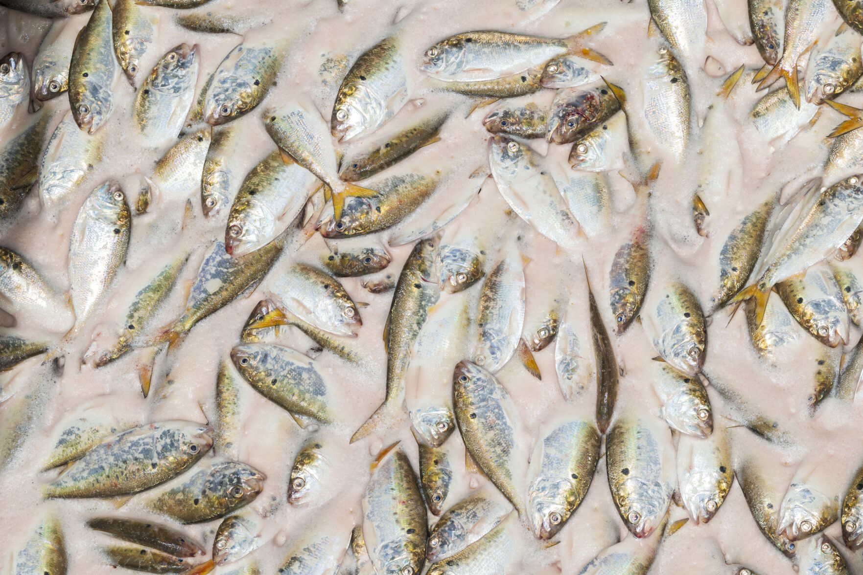 New data sheds light on Louisiana's controversial pogy boats ...