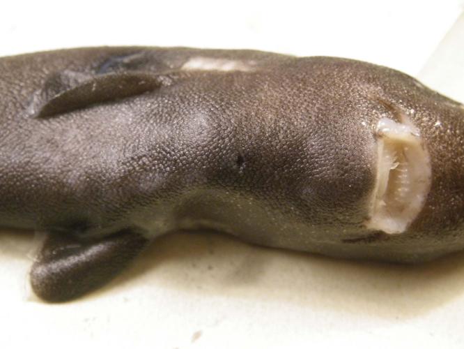 Tulane scientists say tiny 'pocket shark' reveals secrets in depths of ...