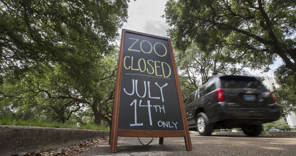 Jaguar escapes habitat at Audubon Zoo | Photos | nola.com