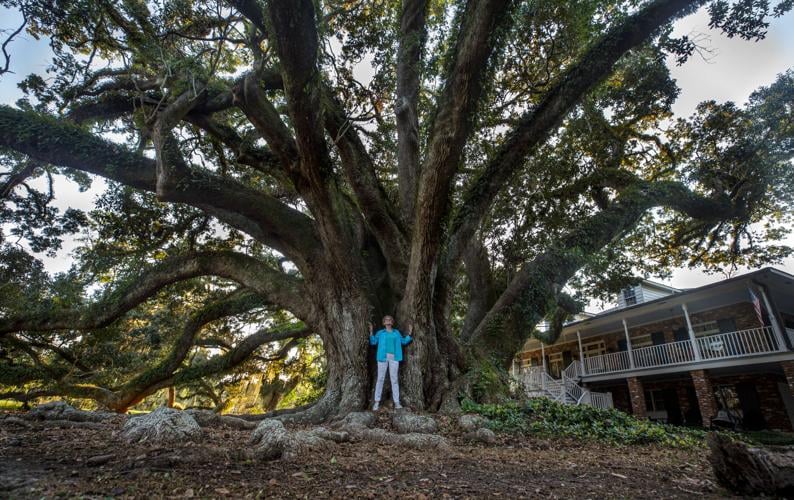 Seven Sisters Oak stands tall through the storm, again | St. Tammany ...