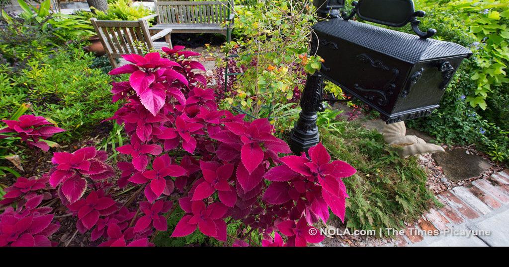 Try plants that rely on foliage, not flowers, for vivid hues | Home ...