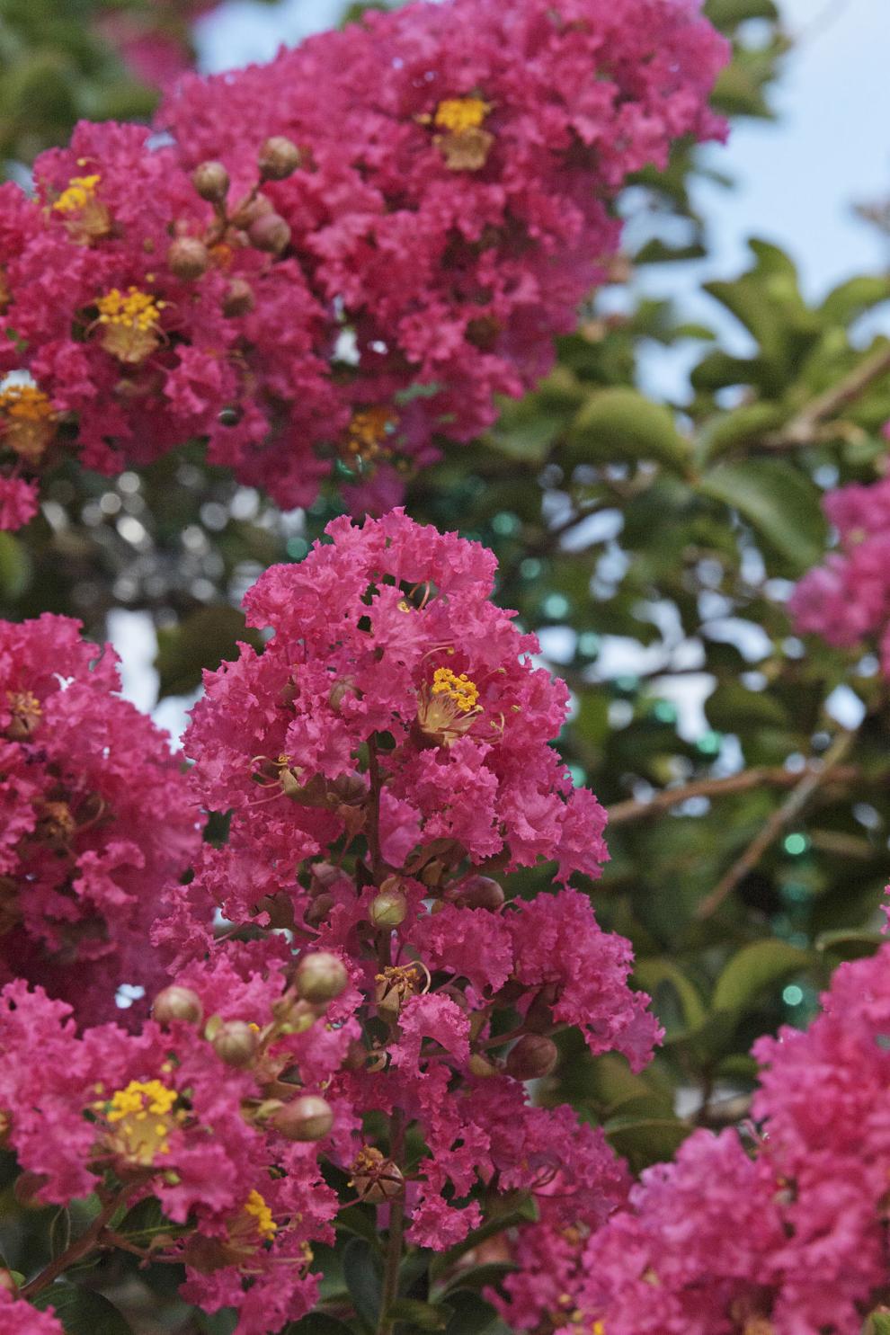 Even the bark is beautiful on profusely blooming crape myrtle trees ...