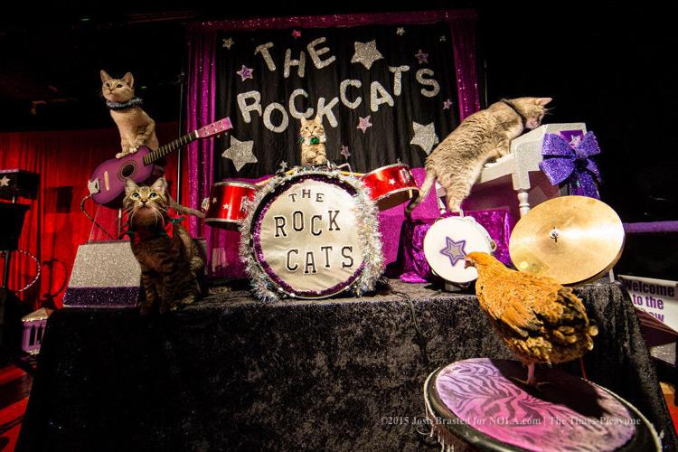 Circus Cats come to town! The Amazing Acro-Cats return | Parties ...