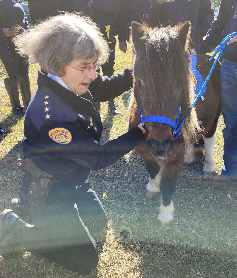 Meet "Patch," NOPD's newest (and smallest) equine addition | Crime/Police | nola.com