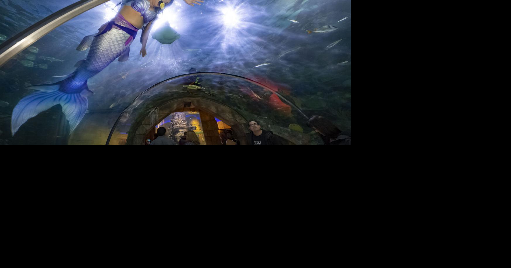 Mermaids on the Mississippi: Audubon Aquarium welcomes visitors for ...