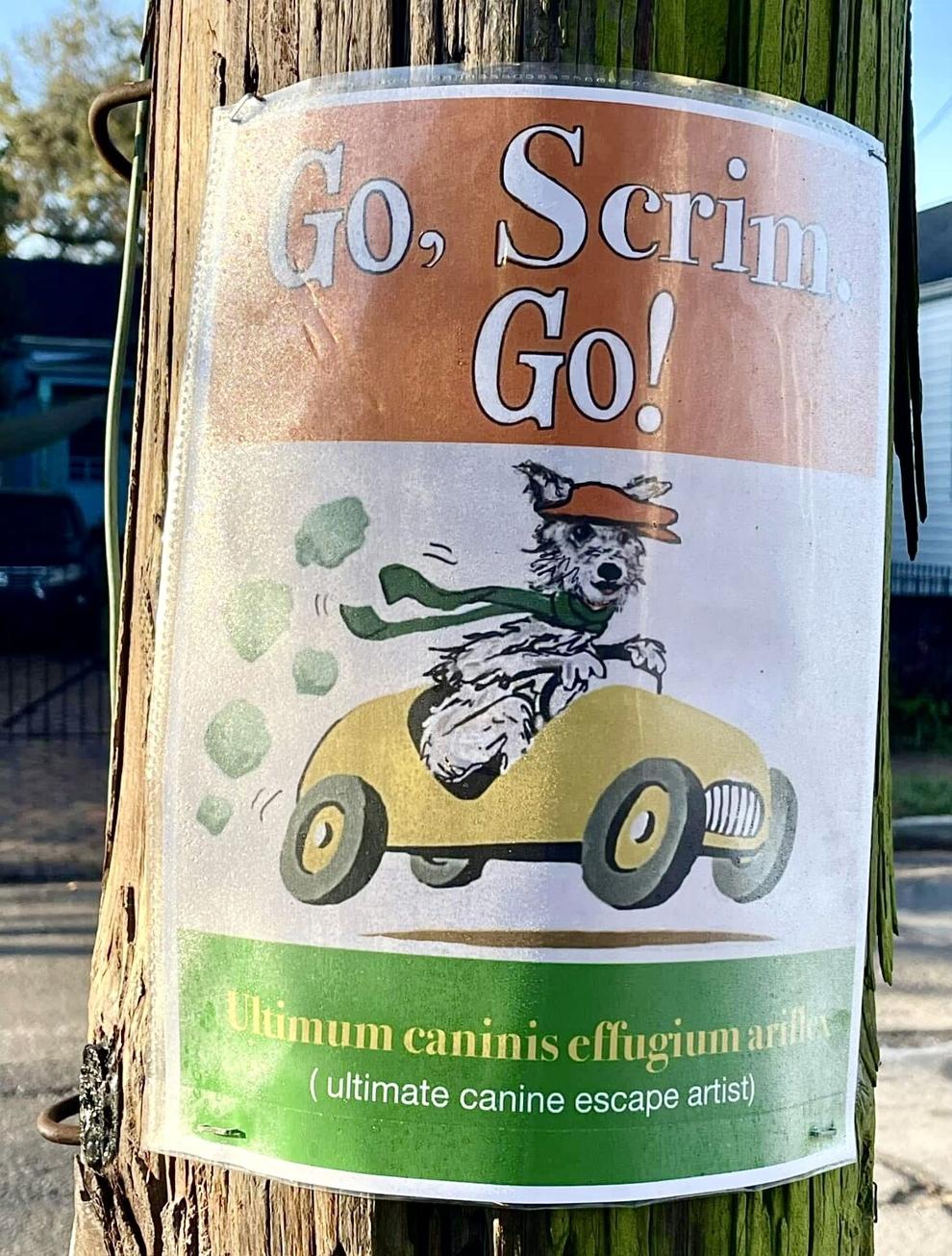 Scrim, New Orleans famous fugitive dog, captured ... again ...