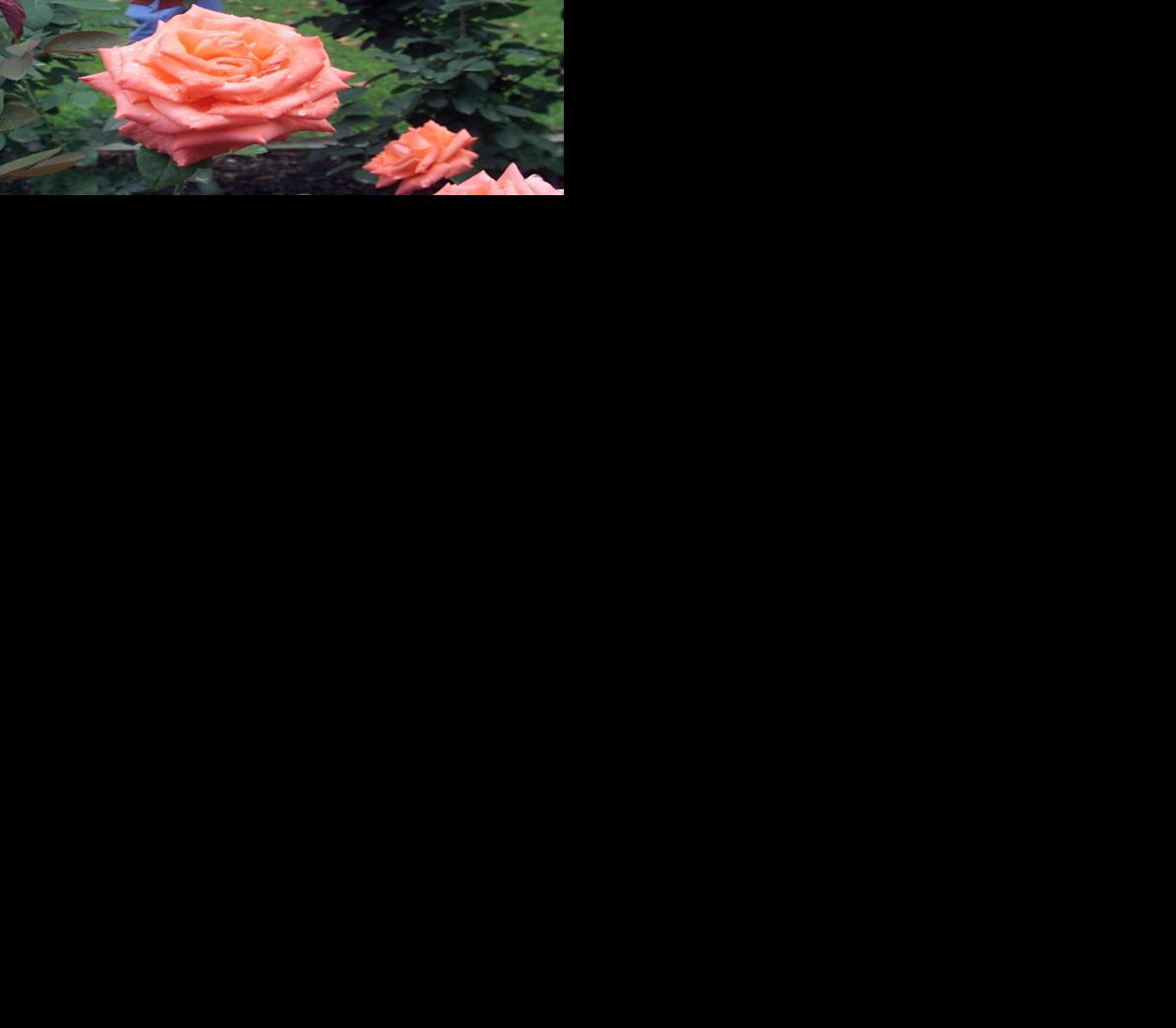 Canna lily bulbs can stay in ground over winter | Home/Garden | nola.com