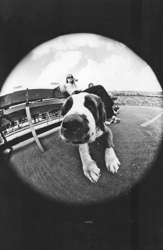 Gumbo rah-rah: How a St. Bernard dog became the New Orleans Saints ...