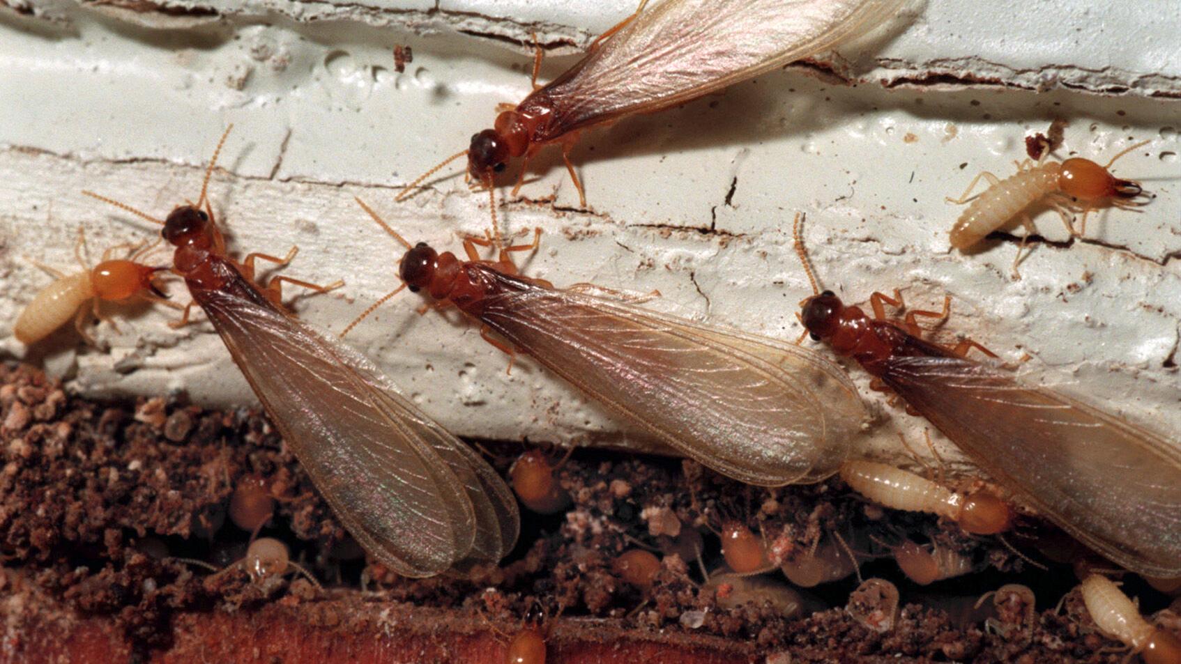 formosan termite queen