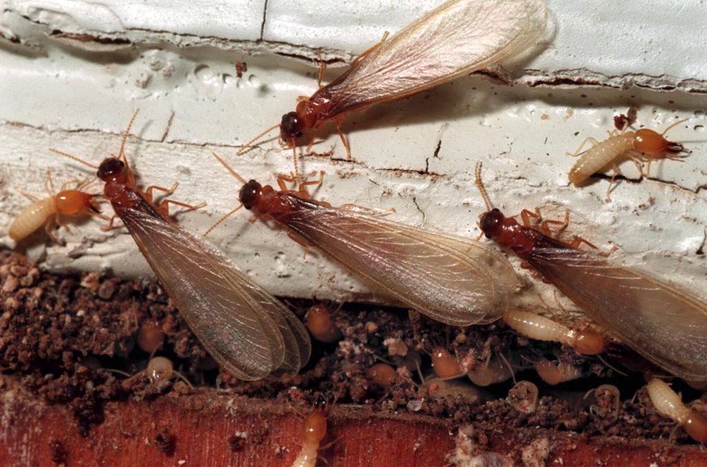 termites with wings
