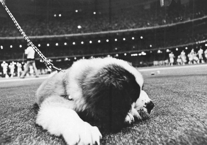 Gumbo rah-rah: How a St. Bernard dog became the New Orleans Saints ...