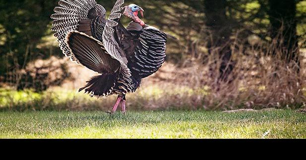 Nebraska boasts wide variety of wild turkeys | Recreation ...