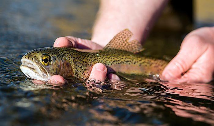 Angling tips for catching the colorful trout species | Recreation ...
