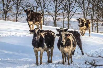 Preparing the cow herd for cold weather | Agriculture ...