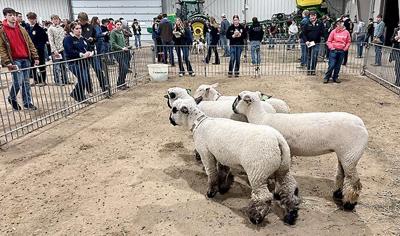 Big turnout for district livestock judging hosted by Northeast | News ...