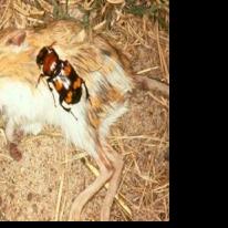 Keystone XL pipeline has another 'bug' to work out | News ...